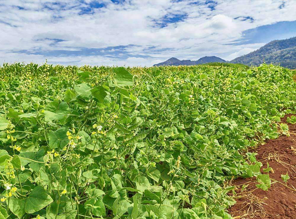 LabLab Seed – Hancock Seed