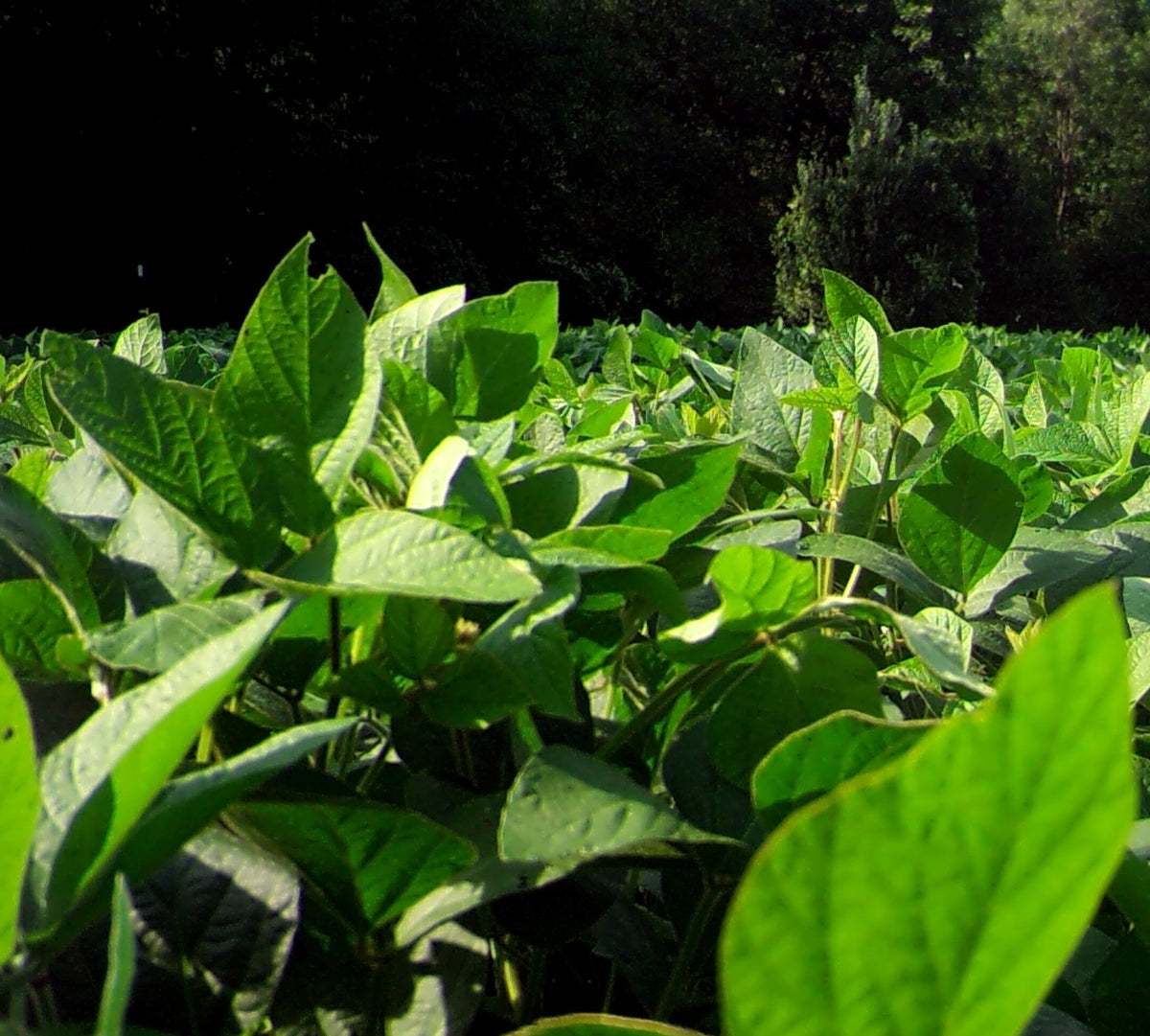 Buck Bean Seed – Hancock Seed