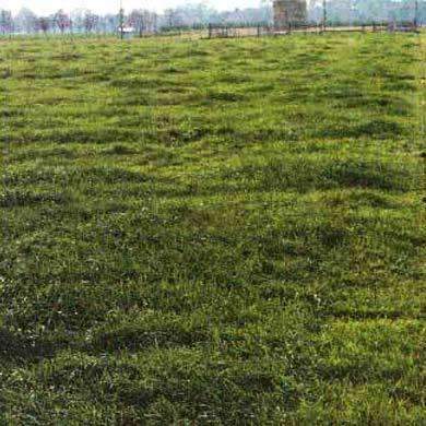 Attain Annual Ryegrass Seed – Hancock Seed