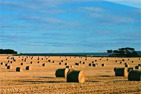 Triangle Bermuda Grass Seed – hancockseed.com