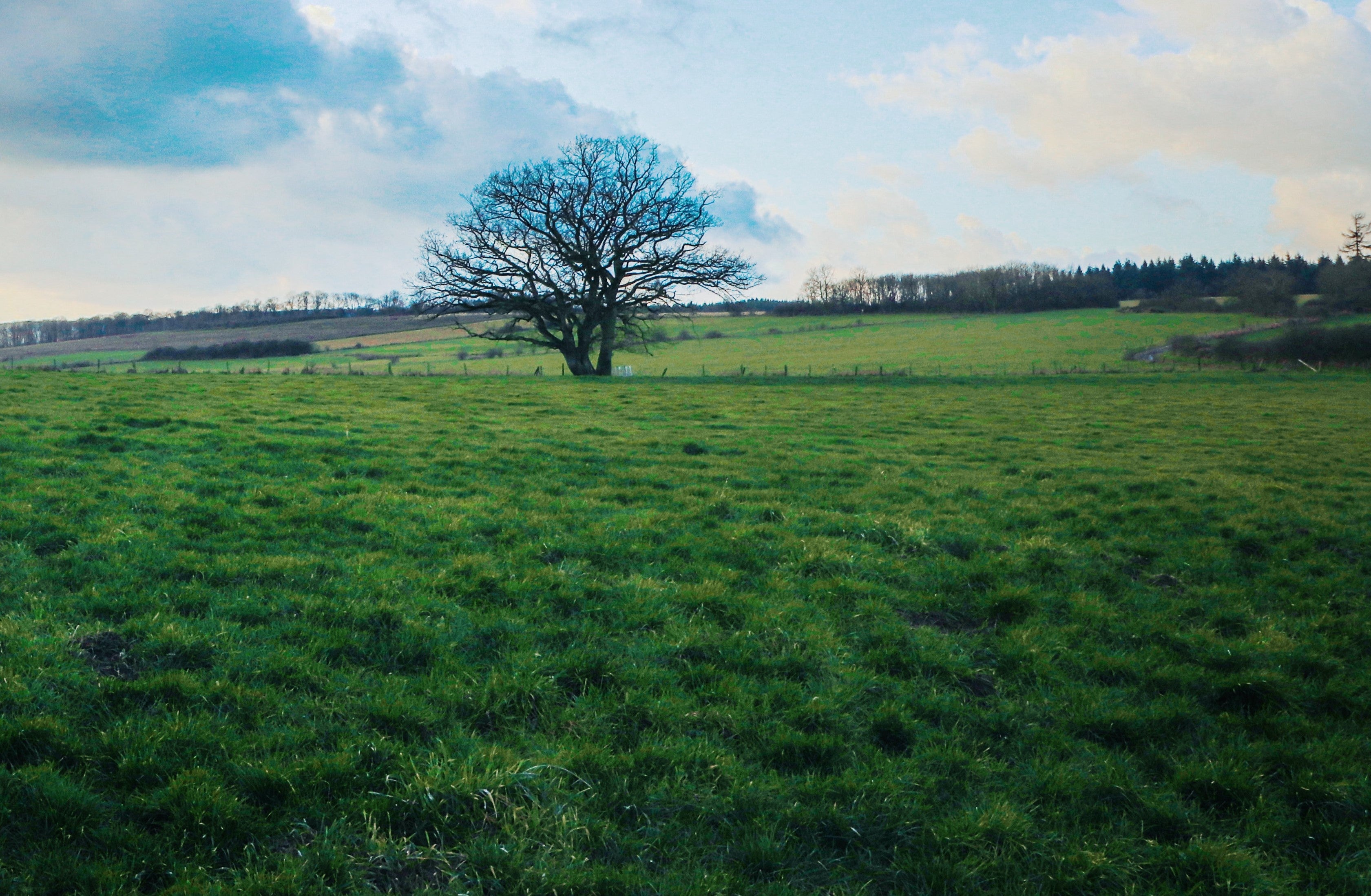 Inavale Orchardgrass Seed – hancockseed.com