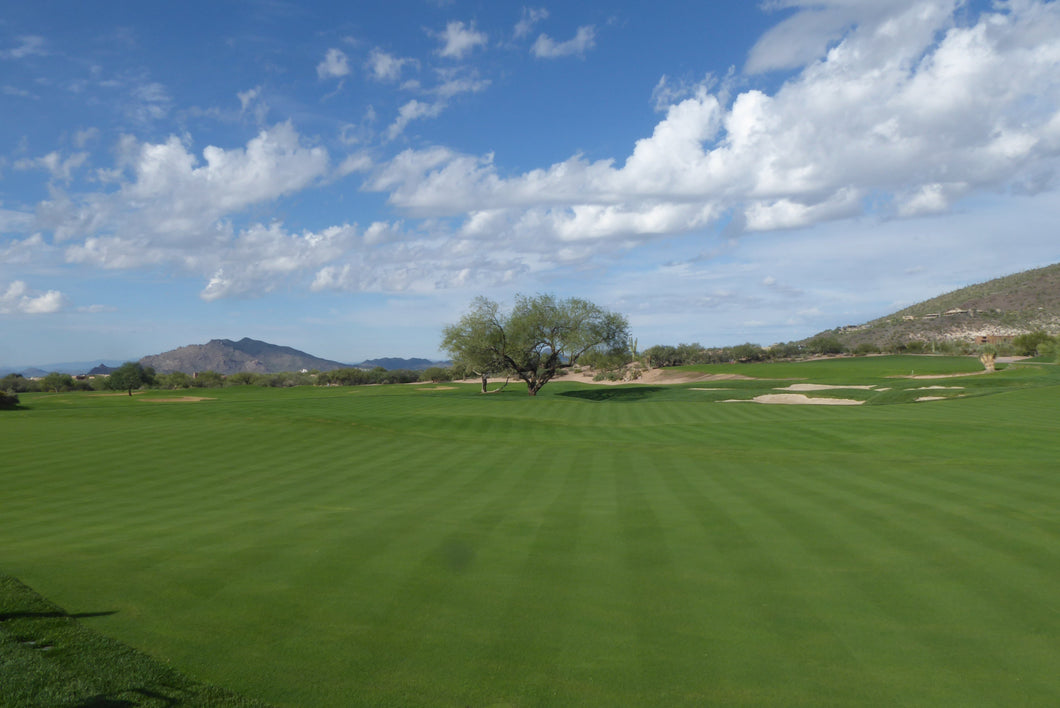 Bentgrass Seed | Golf Course, Putting Greens| Hancock Seed ...