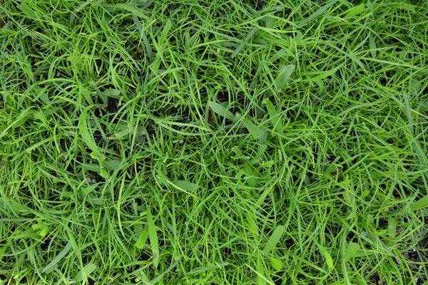 Hancock's Pensacola Bahia Fall & Winter Grass Seed Mix – hancockseed.com
