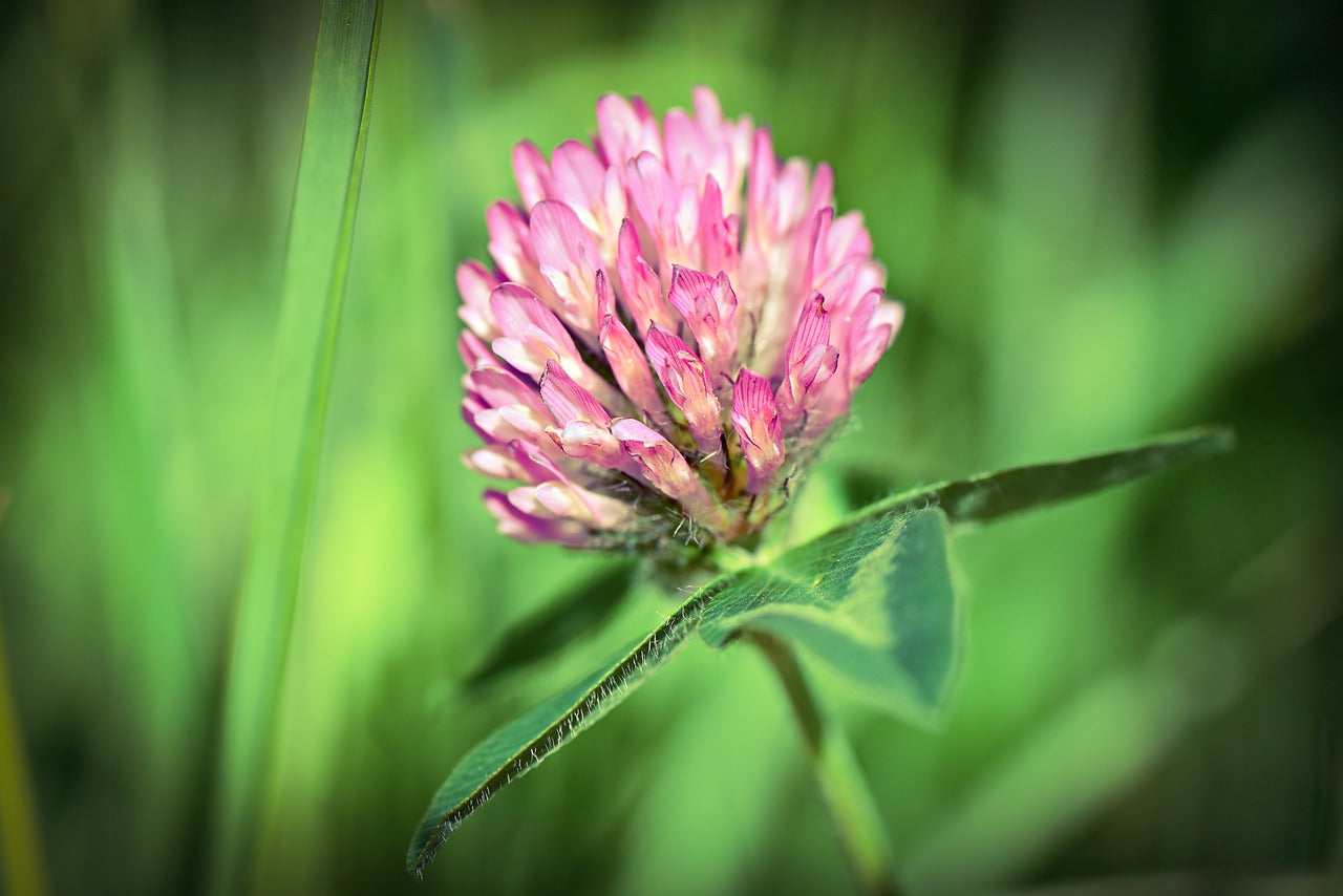 Medium Red Clover Seed – Hancock Seed