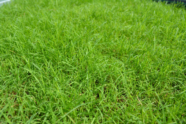 Royal Bengal Bermuda Grass Seed – hancockseed.com