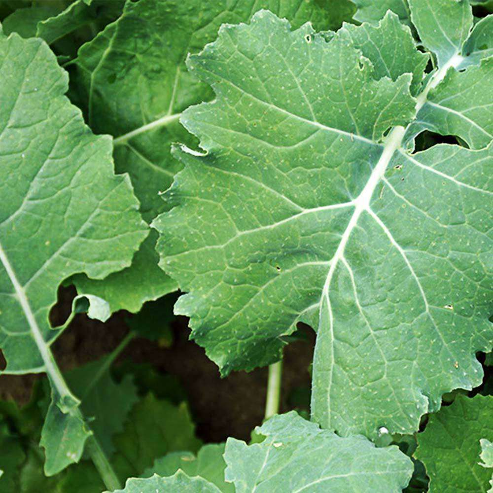 Hancock's Forage Kale Seed – Hancock Seed