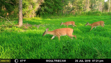 Hancock's Spring & Summer Food Plot Seed Mix – hancockseed.com