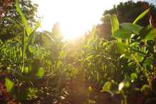 Hancock's Spring & Summer Food Plot Seed Mix – hancockseed.com