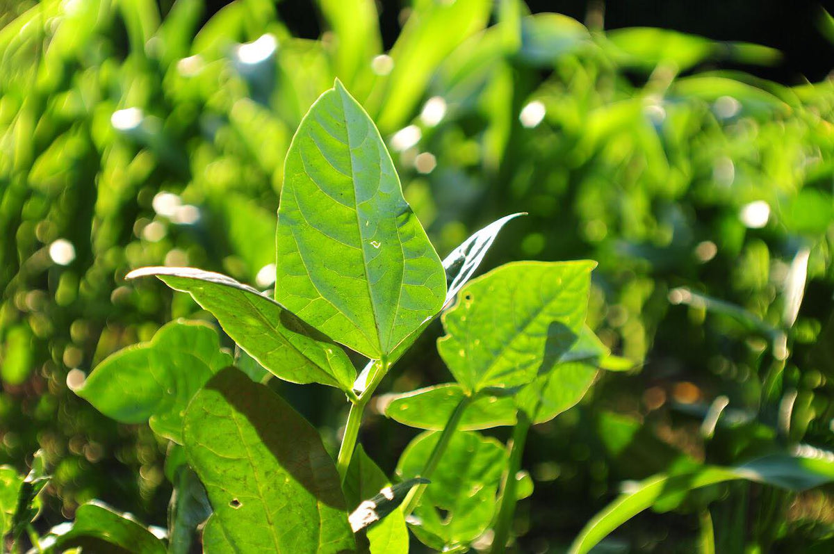 Red Ripper Cow Pea Seed – Hancock Seed