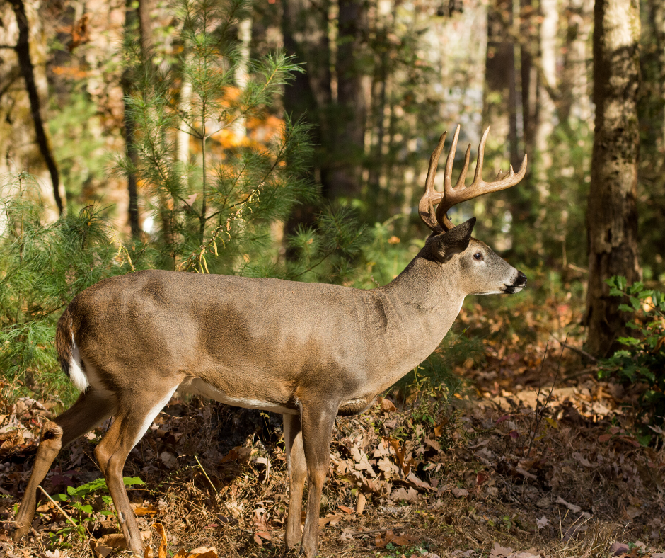 Hancock's Dixieland Spring Food Plot Seed Mix – hancockseed.com