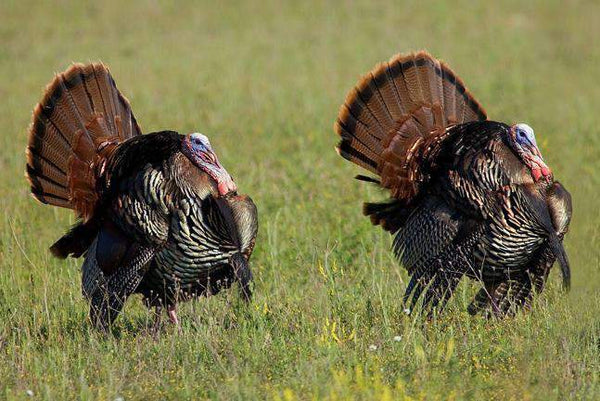 Hancock's Turkey Food Plot Seed Mix – hancockseed.com