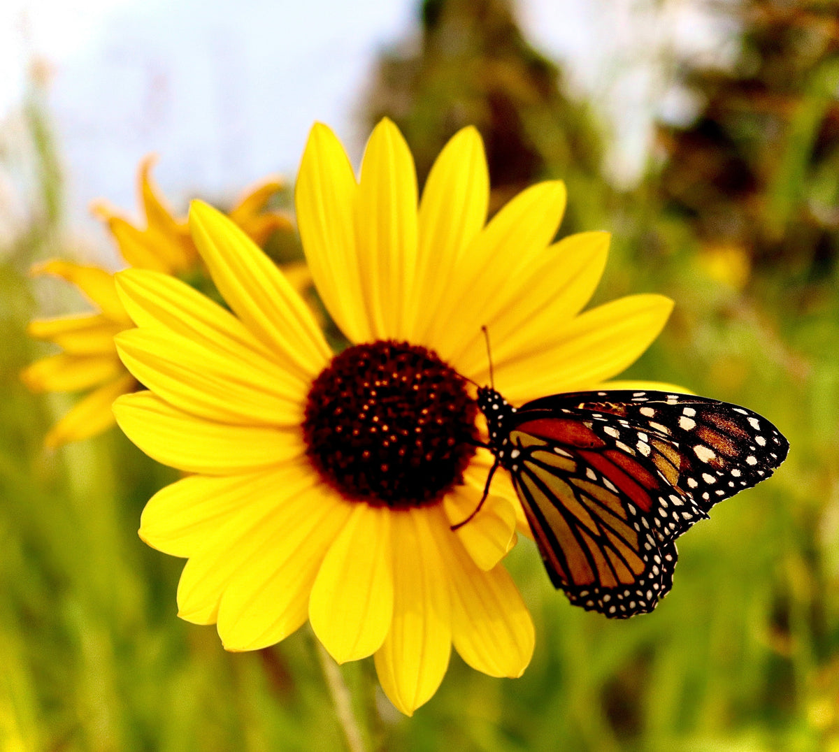 Beautiful Bird & Butterfly Wildflower Seed Mix – Hancock Seed