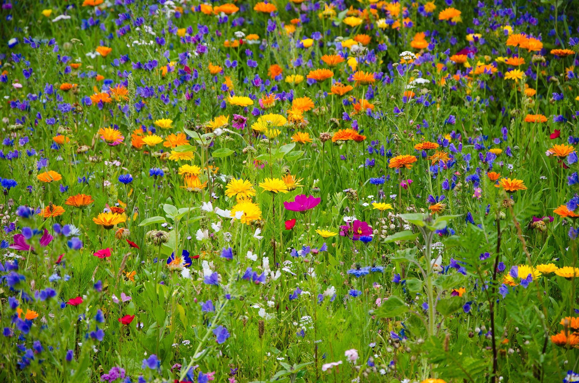 Eastern Pollinator Wildflower Seed Mix – hancockseed.com
