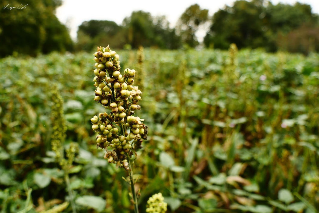 Hancock's Signature Food Plot Seed | Deer, Turkey, Dove, Quail ...