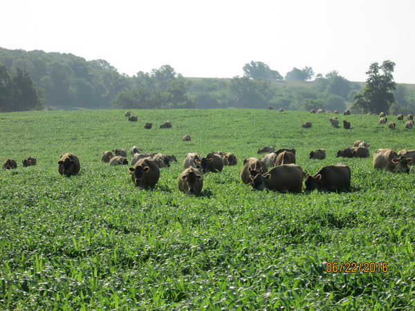 Sweet Six BMR Sorghum-Sudangrass Seed – hancockseed.com
