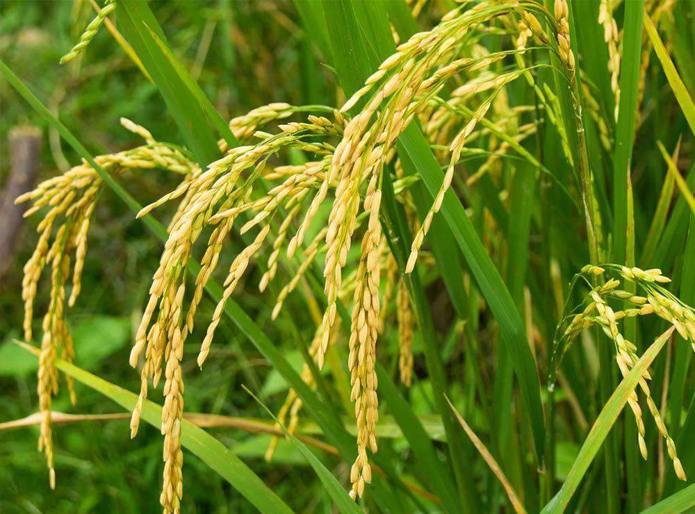 Rice Seed - Certified – hancockseed.com