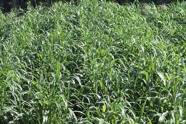 Sweet Six BMR Sorghum-Sudangrass Seed – hancockseed.com